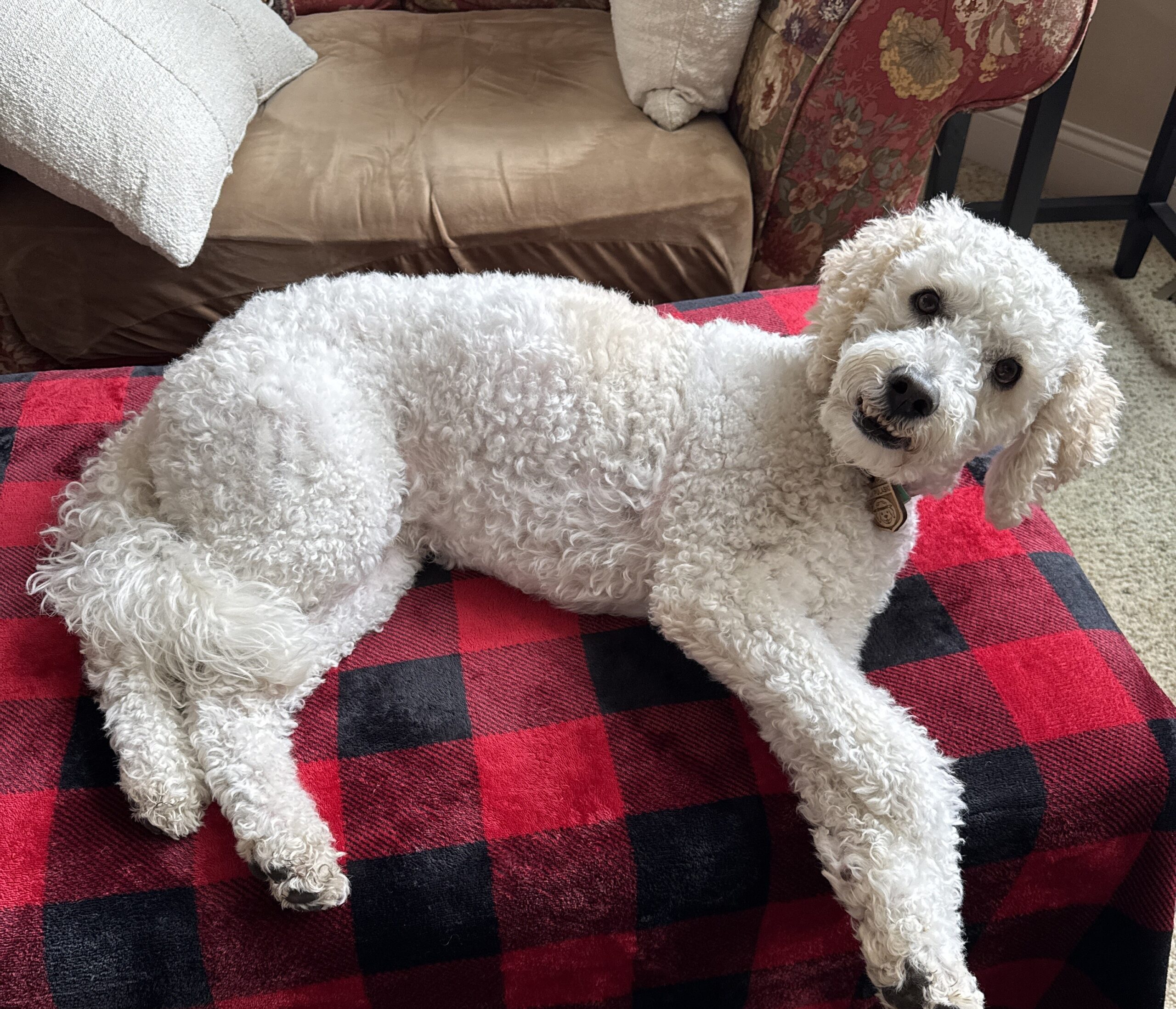 The Dogs Have It Right - Fiction, Poetry, Knitting, and Other Good Stuff